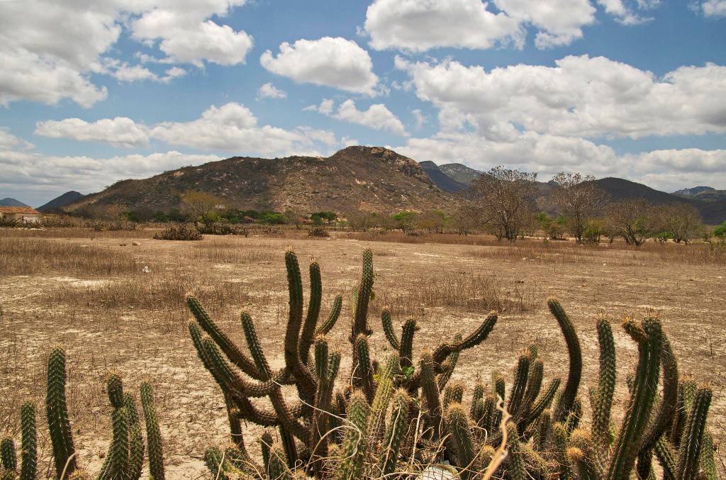139. Biomas do Brasil: Cerrado e Caatinga - Blog do Professor Clebinho